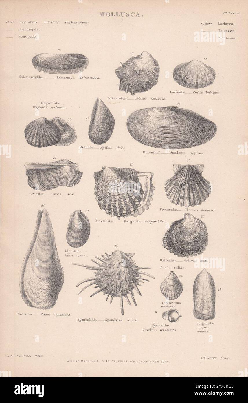 Conchifera Asiphonophora, Brachiopda, Pteropoda. Lasiacea, Unionacea ...