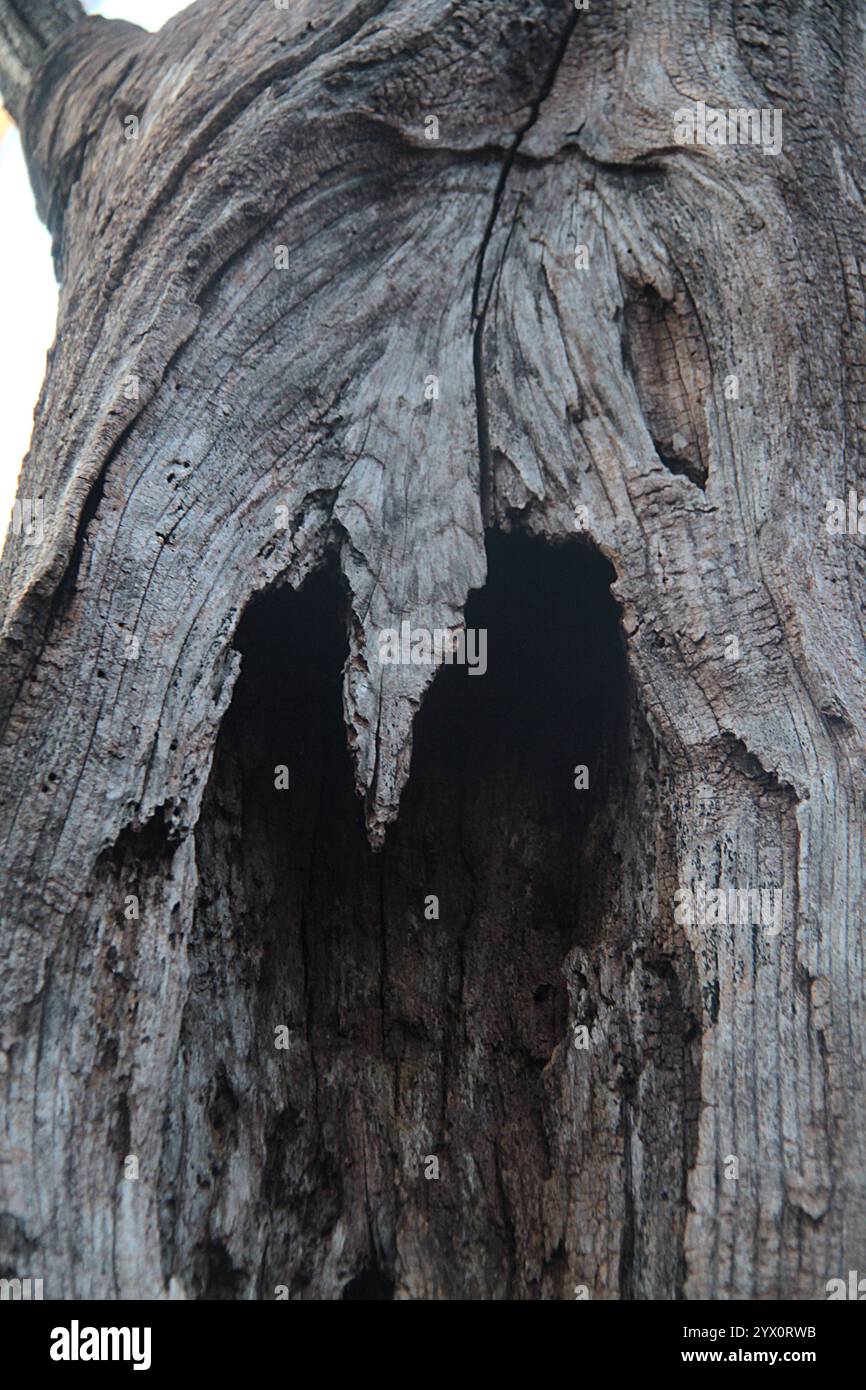 Tree with hollow trunk dead hi-res stock photography and images - Alamy