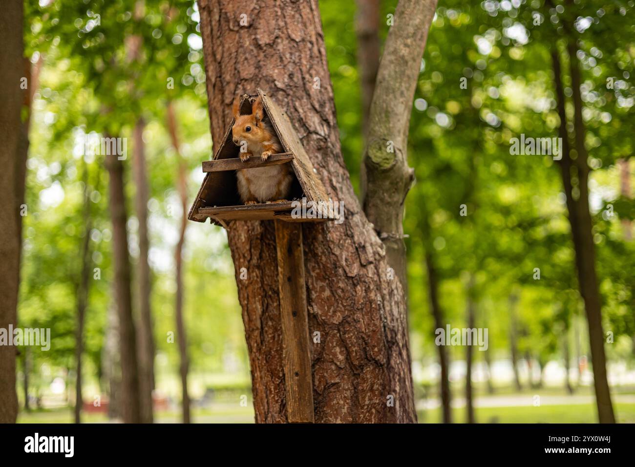 Adorable red squirrel sitting inside a wooden house attached to a tree ...