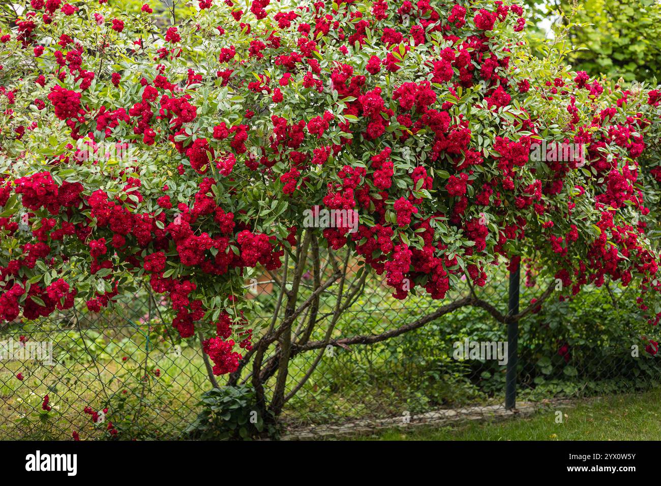 Red roses bush floral hi-res stock photography and images - Alamy
