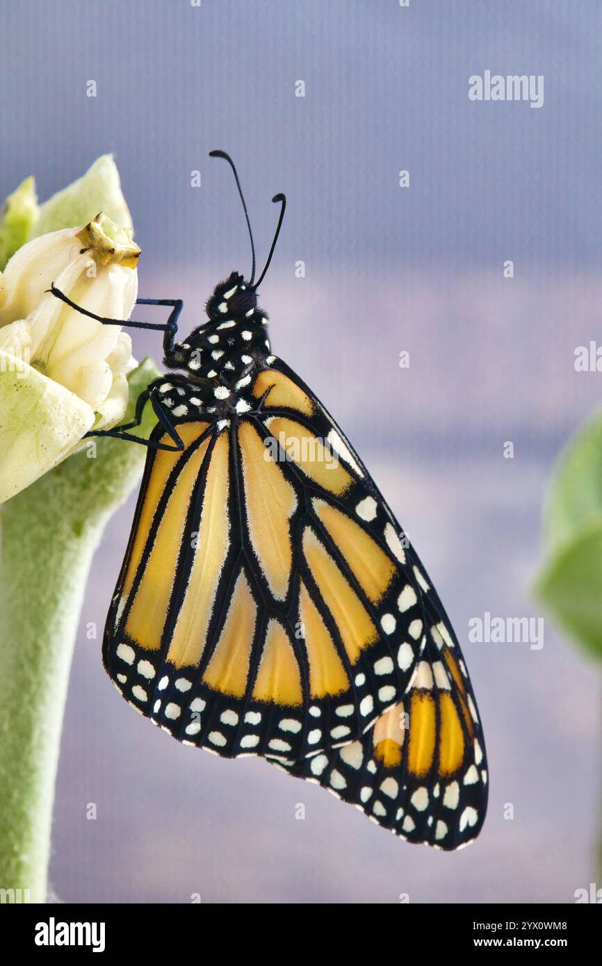 Grace and beauty of a resting monarch butterfly Stock Photo - Alamy