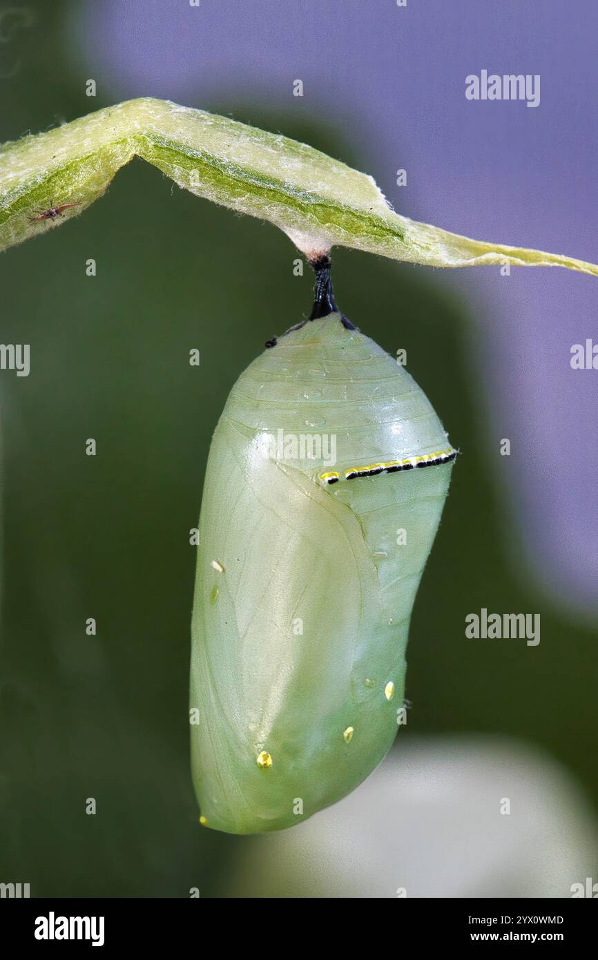 Beautiful jade green monarch butterfly chrysalis suspended from a crown ...