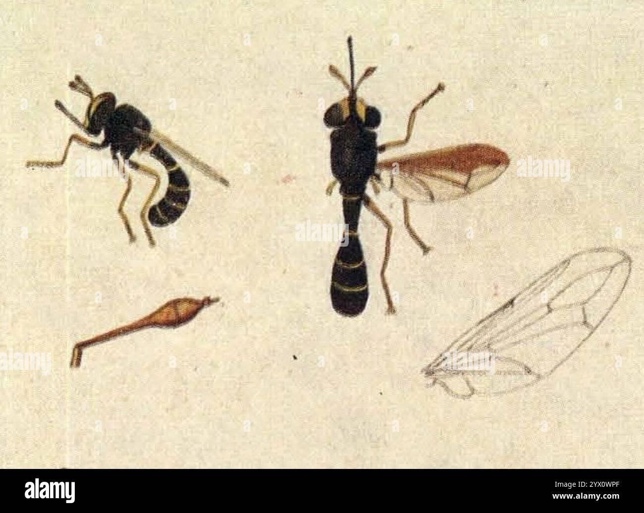 Conops macrocephala (illustration by Meigen, 1790 Stock Photo - Alamy