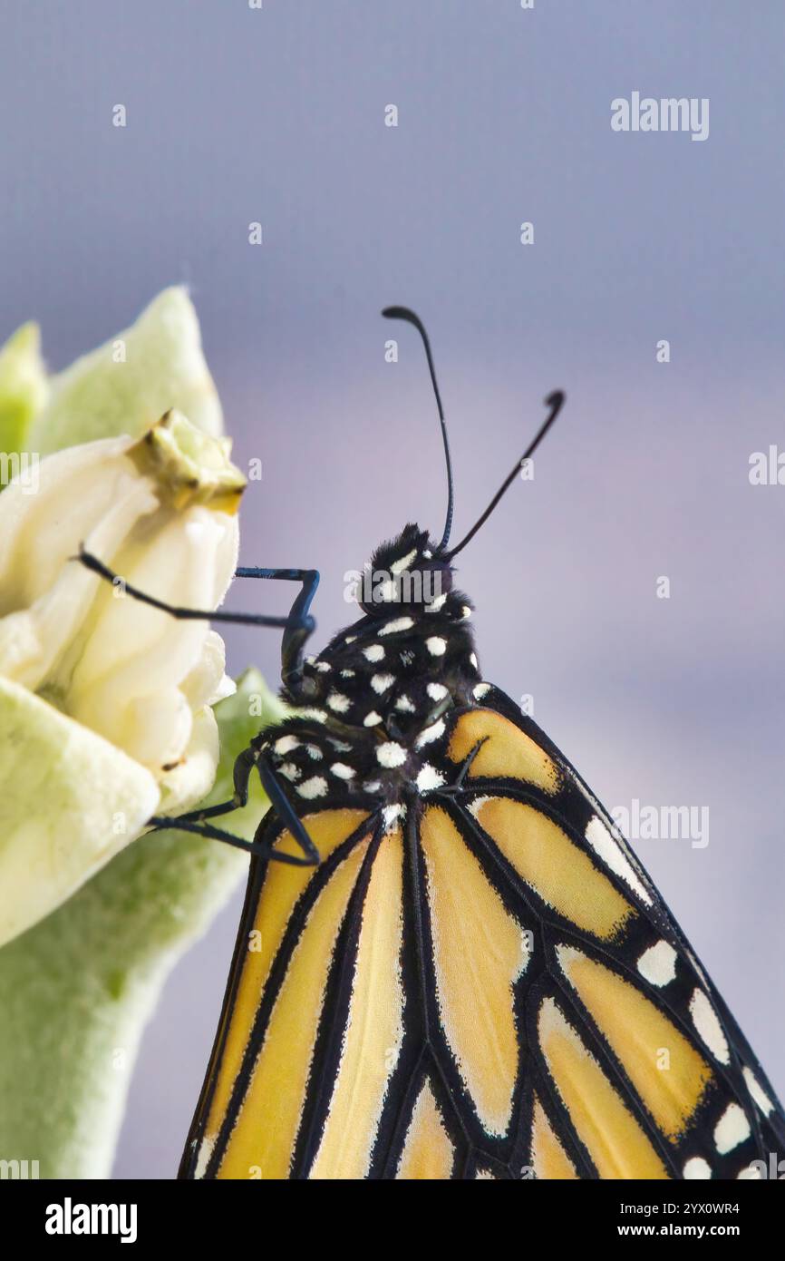 Extreme close-up of head and upper wings of a monarch butterfly Stock ...