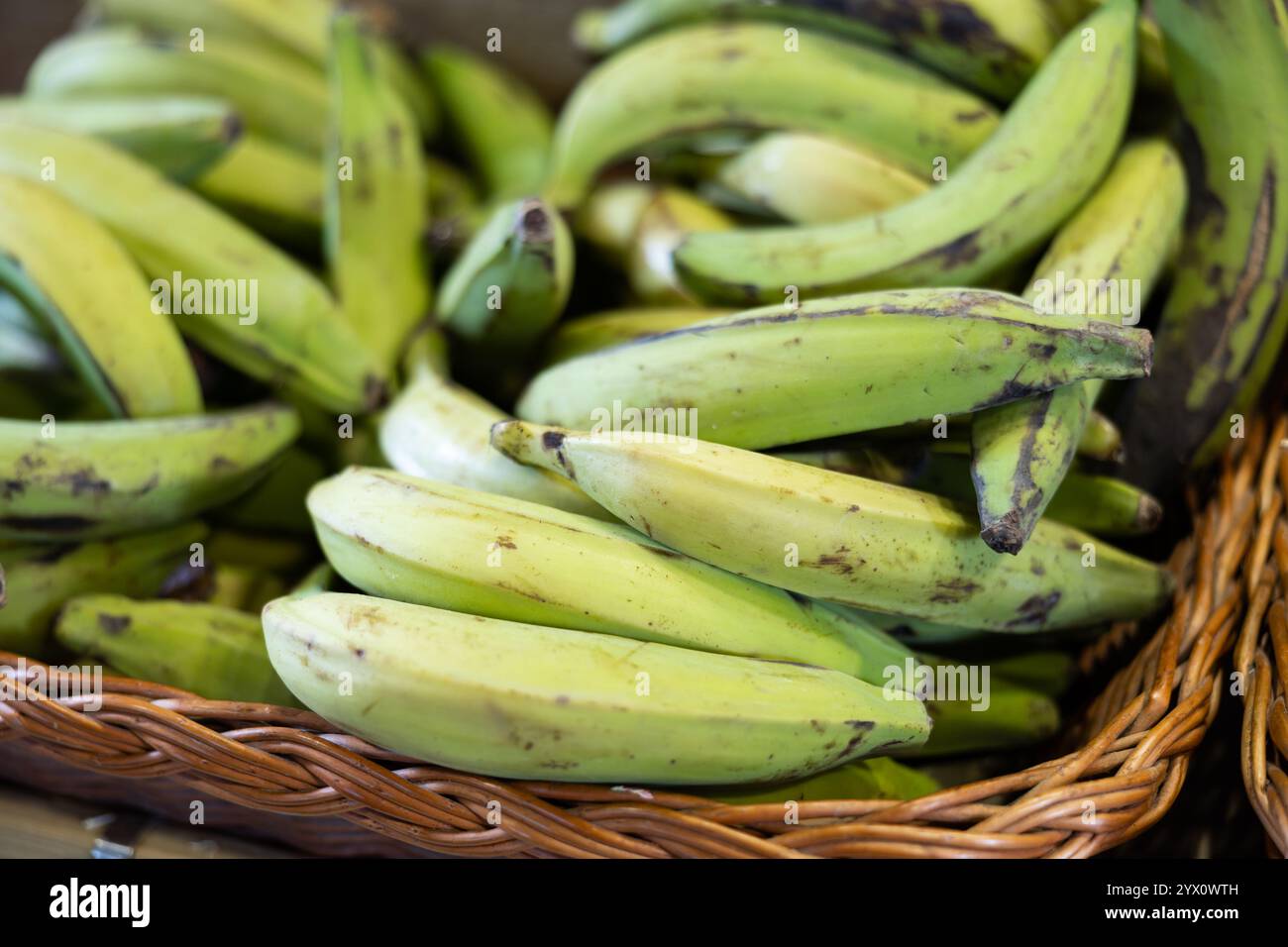 Fresh green bananas platano macho on counter in supermarket Stock Photo ...