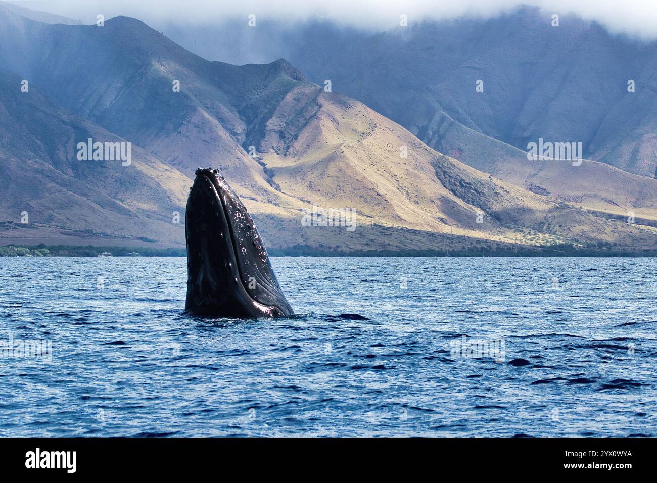 Whale spy hopping hi-res stock photography and images - Alamy