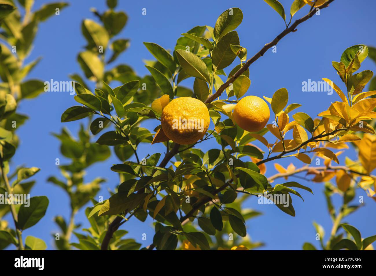 lemon tree in the home garden, two fruits wild against the blue sky ...