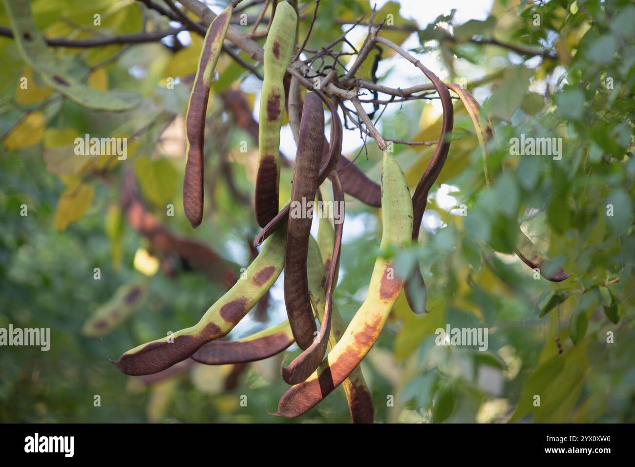 bunch of dry acacia koa seed pods hanging in the tree Stock Photo - Alamy