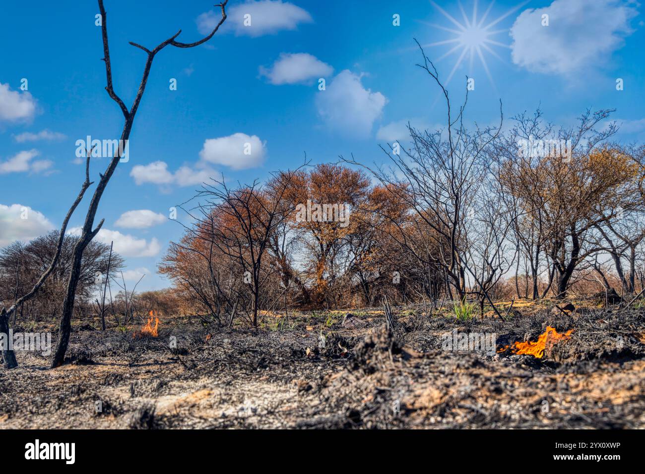 deforestation environmental damage clearing forest for agriculture, burning land, fire, flames ...