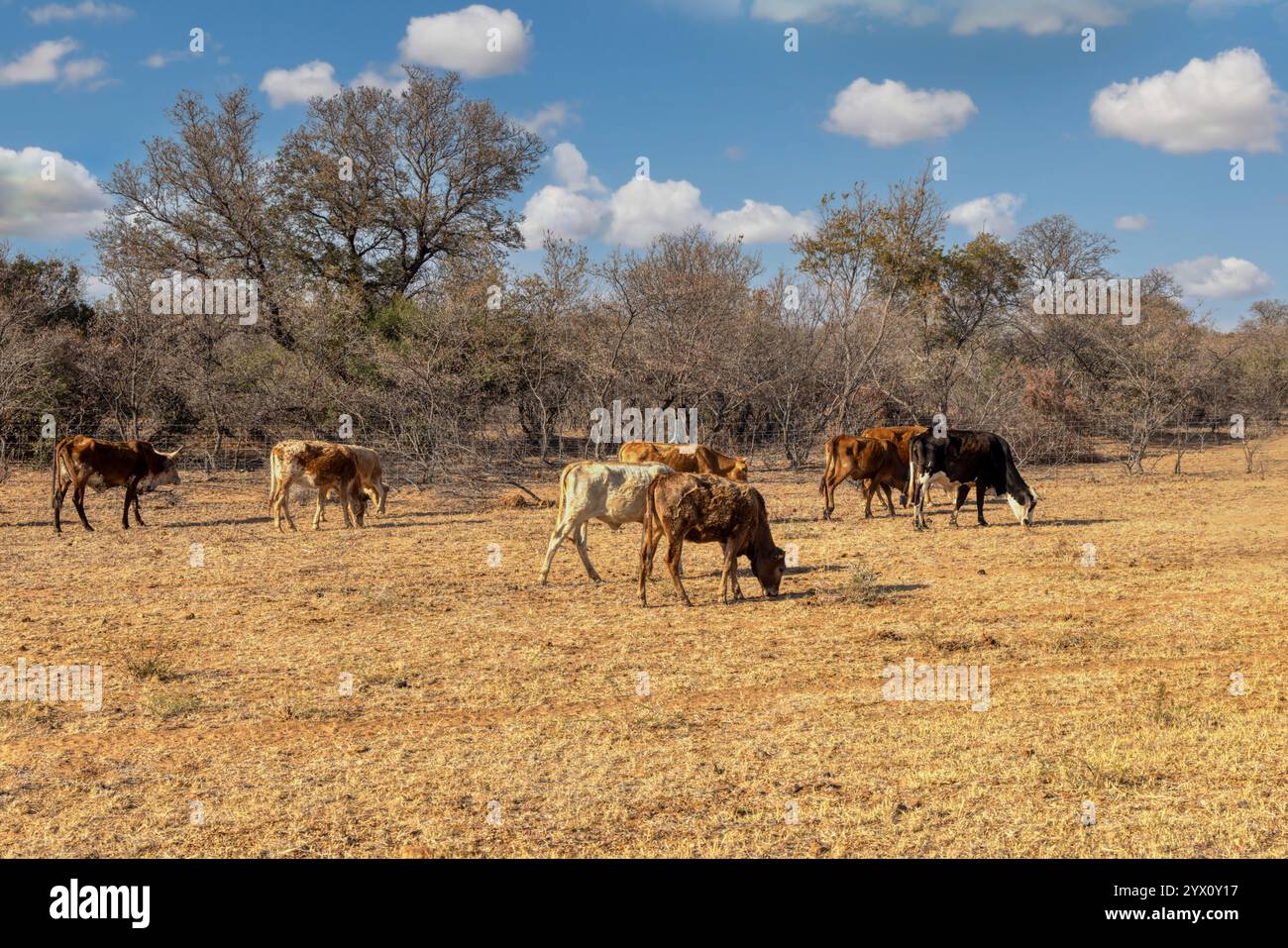 cattle herd grazing on dry grass near the bush outback at a farm, south africa and botswana ...