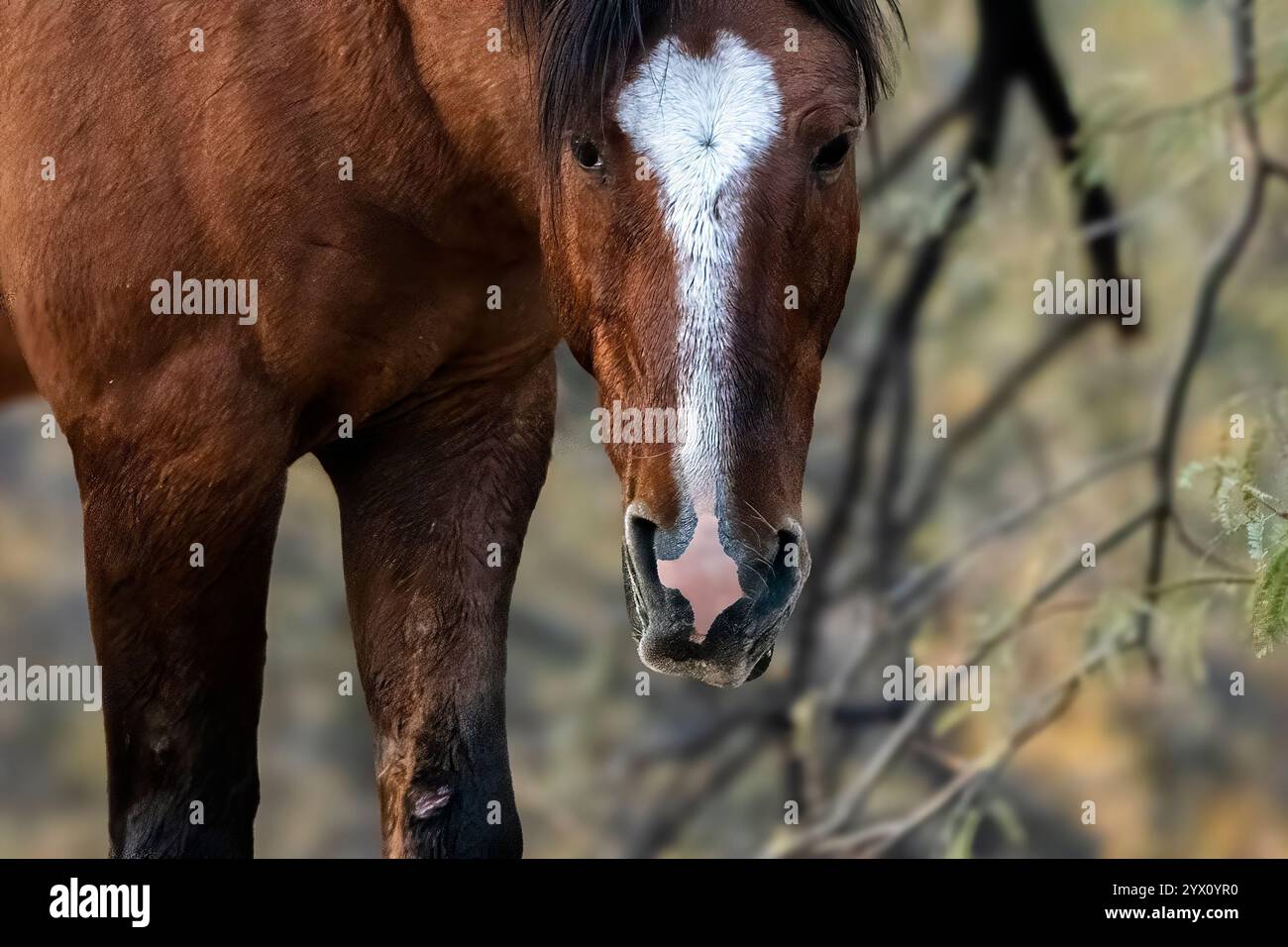 Heart of soul horse hi-res stock photography and images - Alamy