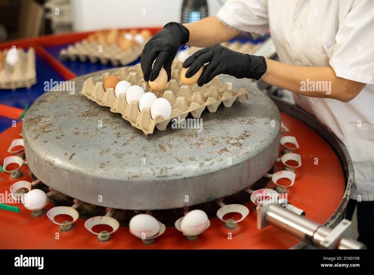 Poultry farm worker sorting eggs by size and packing in trays Stock ...
