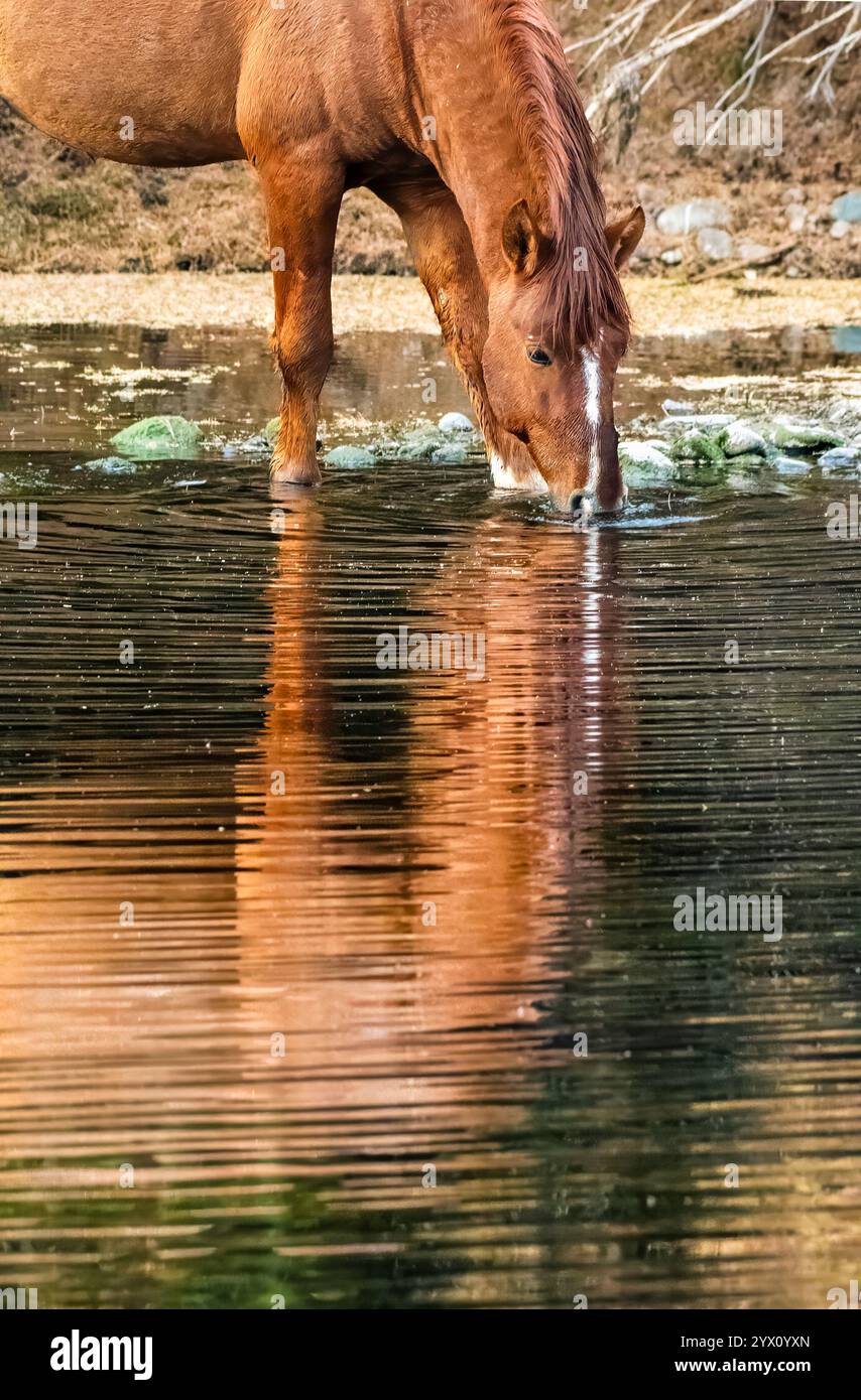 Amazing Afternoon Reflection In The Lower Salt River Stock Photo - Alamy