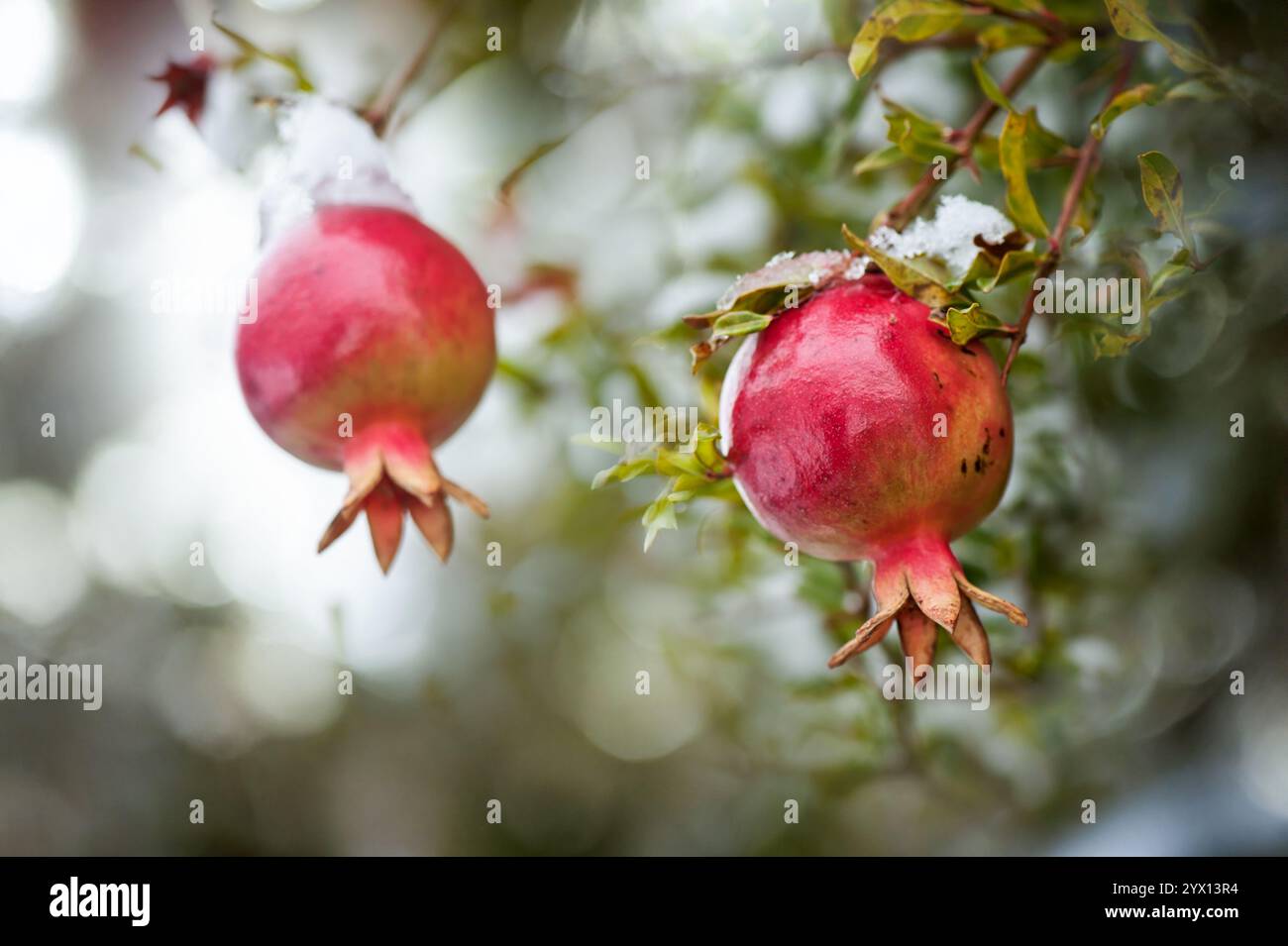 Fruit covered of snow hi-res stock photography and images - Alamy