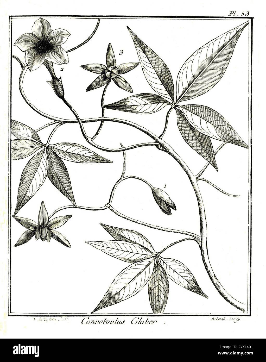 Glaber hi-res stock photography and images - Alamy