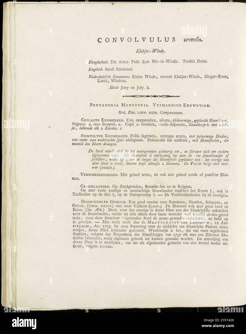 Convulvulus arvensis (modern=Convolvulus arvensis Stock Photo - Alamy