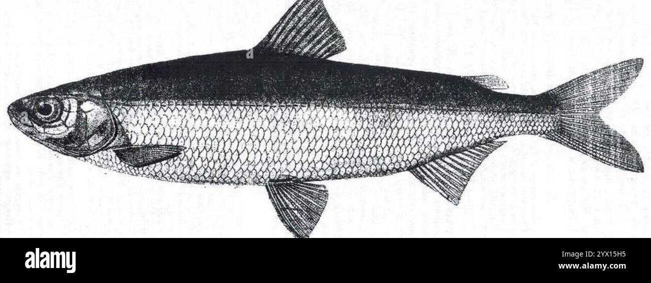 Tugun hi-res stock photography and images - Alamy