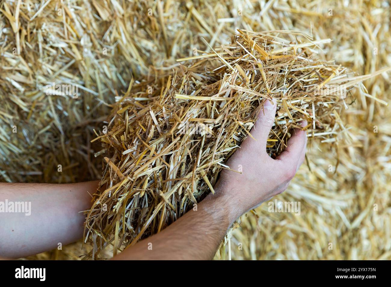 Pair of hands holding hay Stock Photo - Alamy