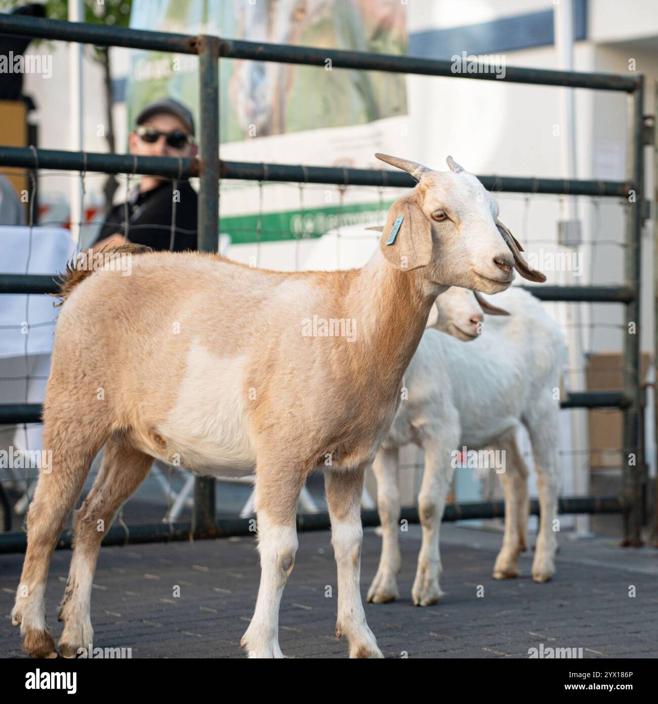 Goat ear tag livestock identification hi-res stock photography and ...