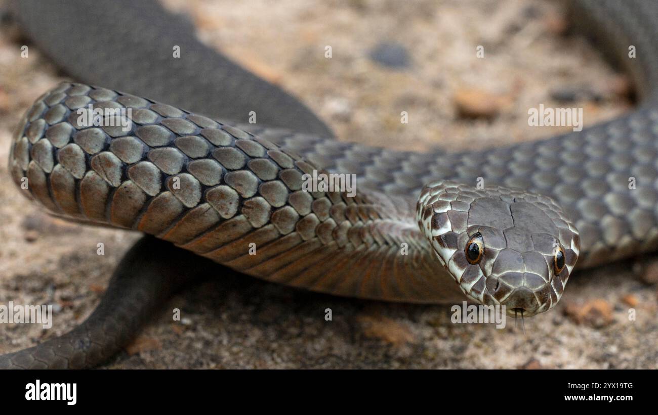 Copperhead snake close up hi-res stock photography and images - Alamy