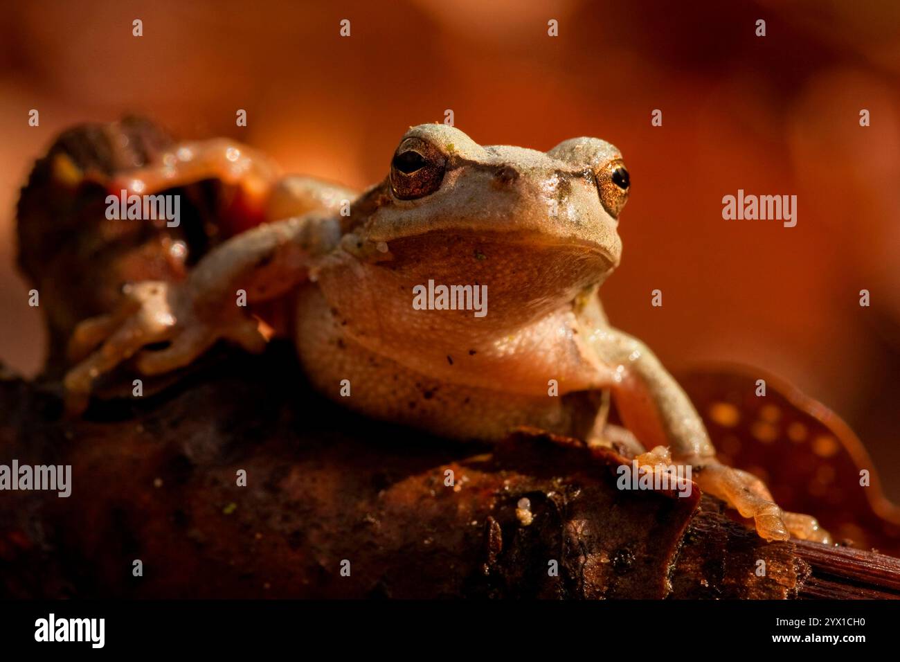 European tree frog (Hyla arborea) Rhineland-Palatinate, Germany, Europe ...