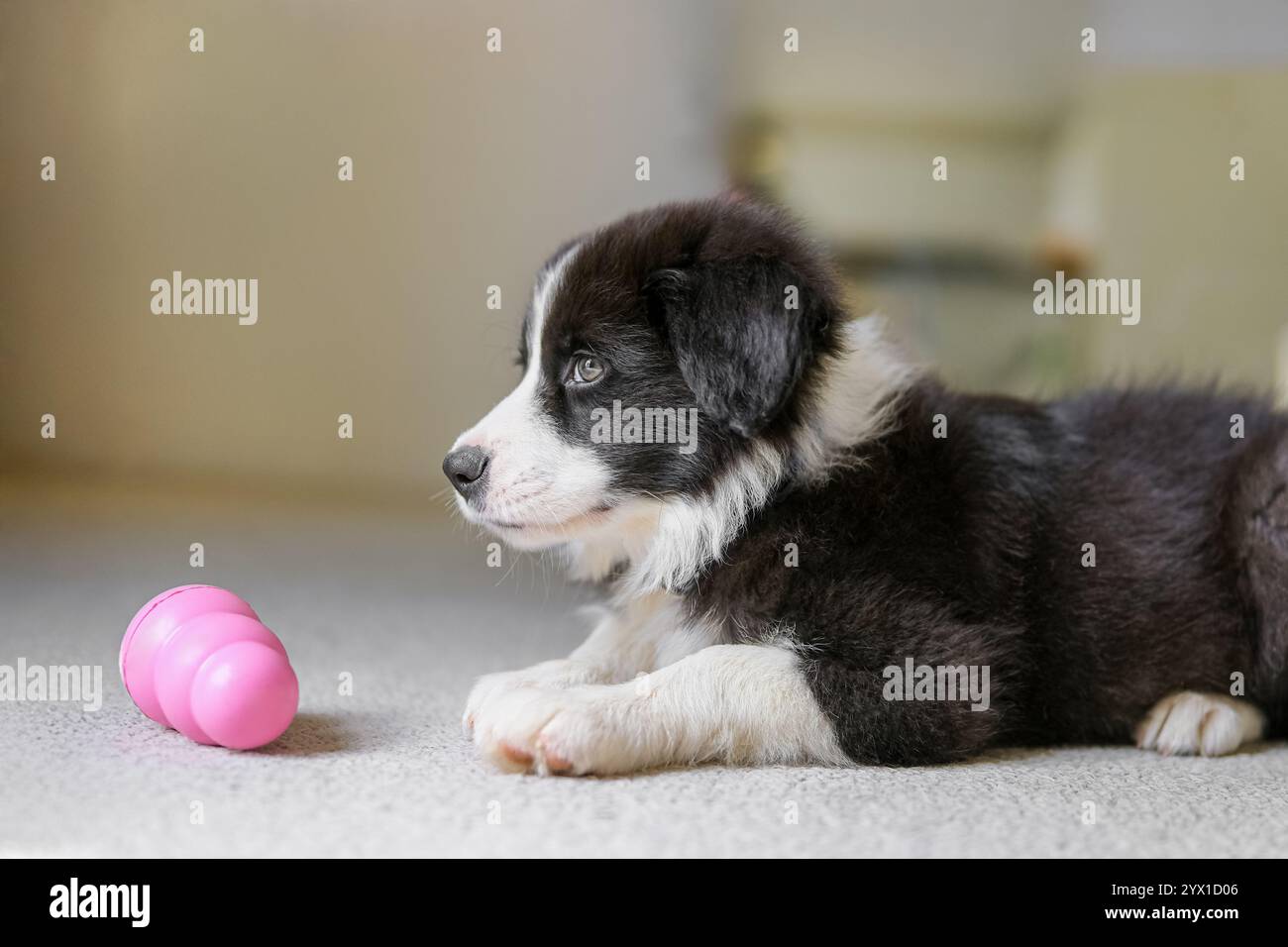 Cute little Border Collie male puppy on the carpet floor playing with ...