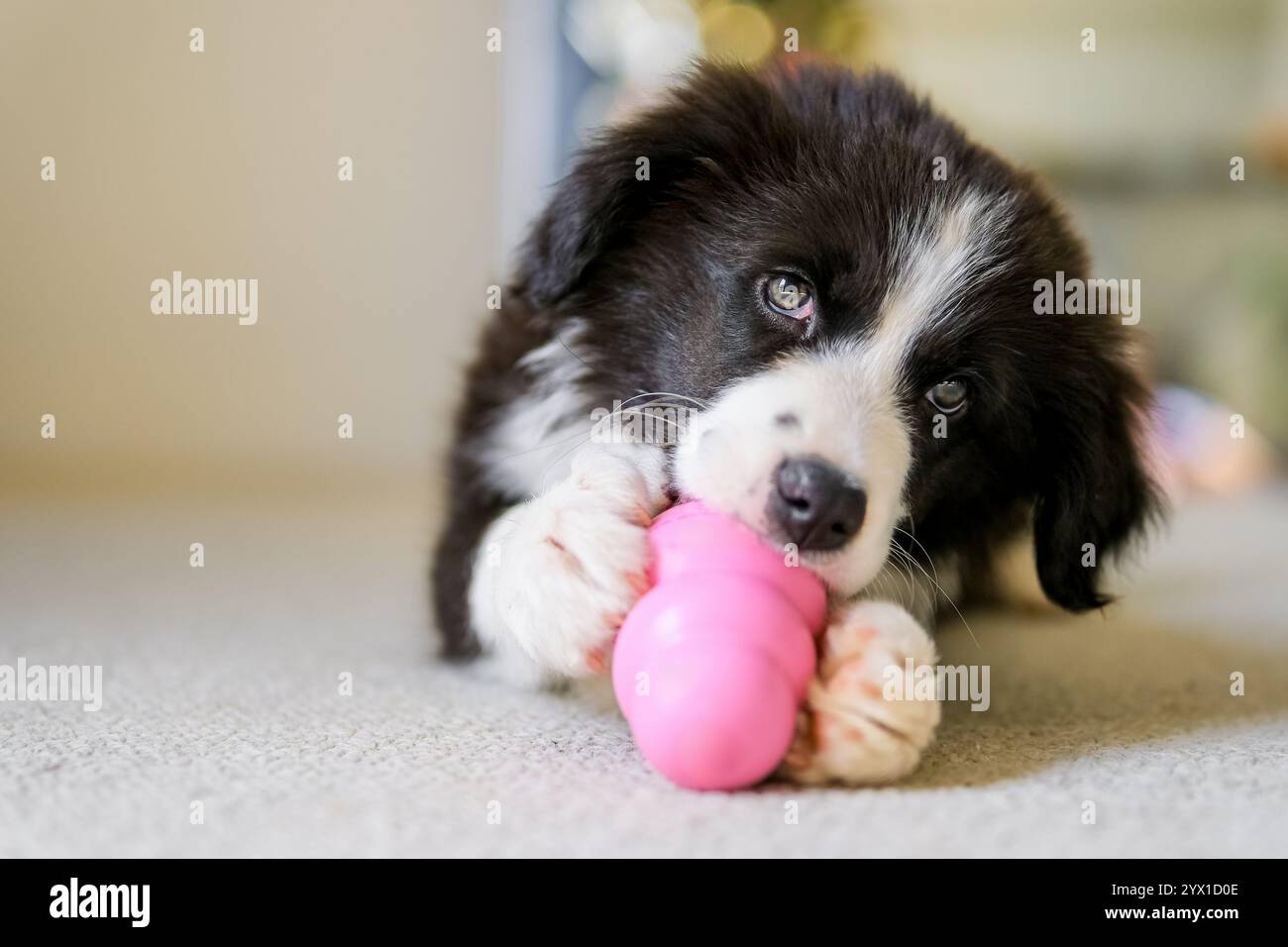 Cute little Border Collie male puppy on the carpet floor playing with ...
