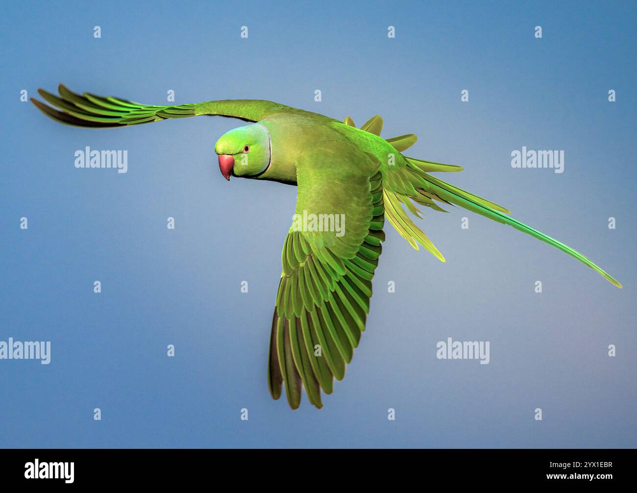 Colorful macaw bird against green hi-res stock photography and images ...