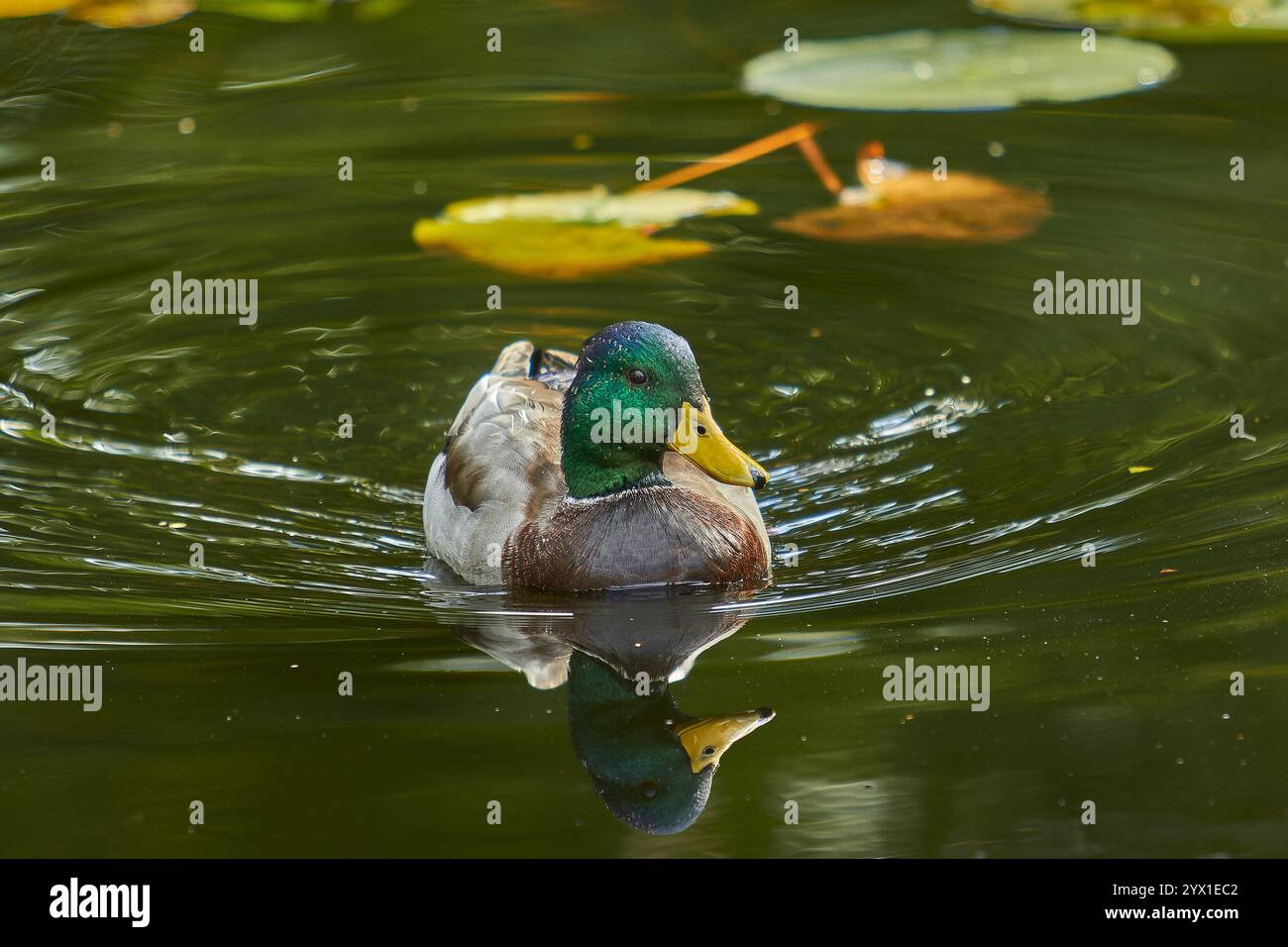 Shot mallard duck swimming hi-res stock photography and images - Alamy
