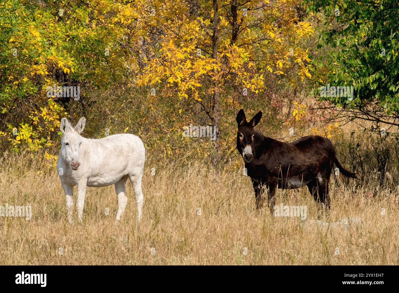 Two Donkeys Grazing in a Meadow During Fall Foliage Season Stock Photo ...