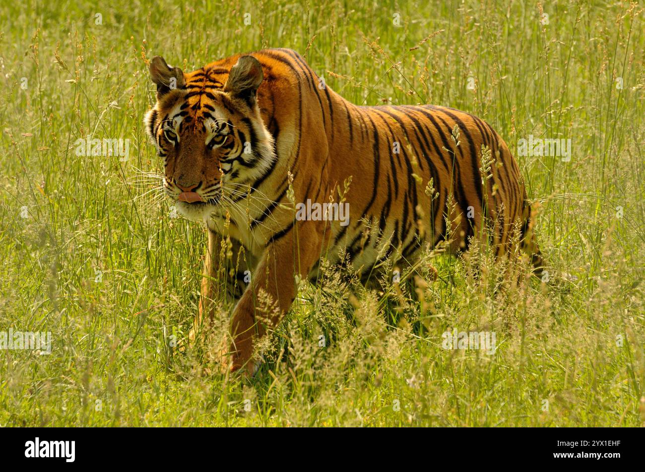 Tiger walking in grassland hi-res stock photography and images - Alamy