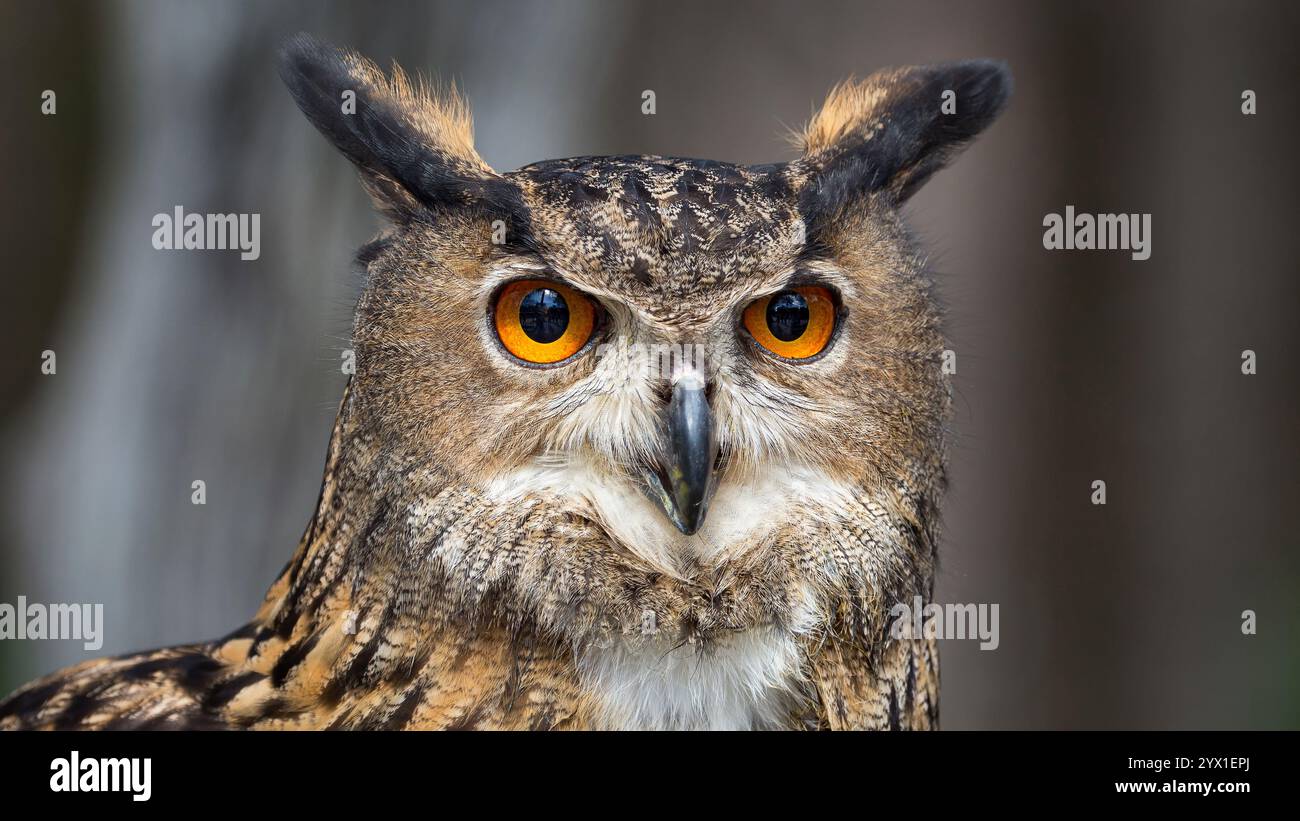 Detailed close up owl striking hi-res stock photography and images - Alamy