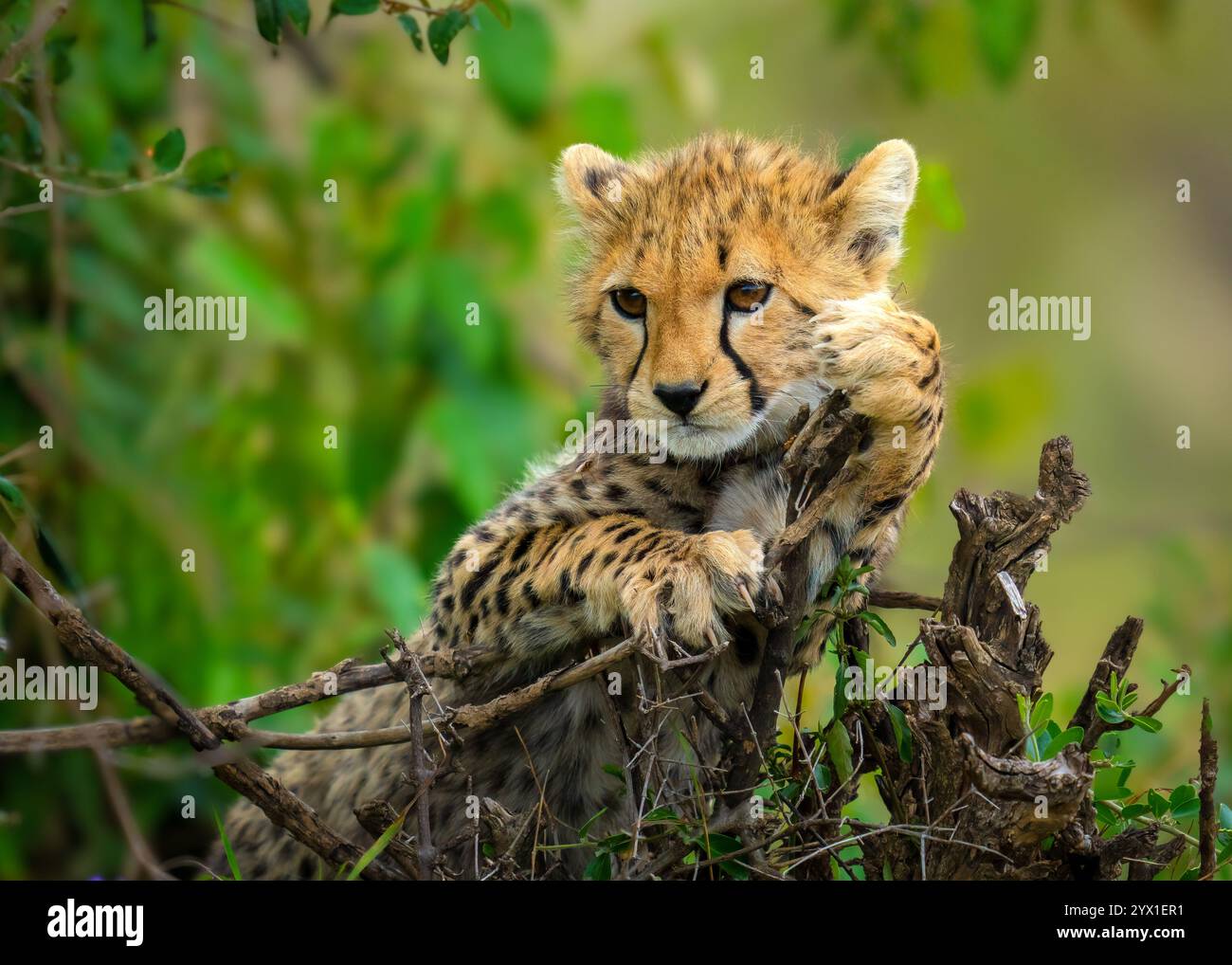 Young cheetah resting hi-res stock photography and images - Alamy