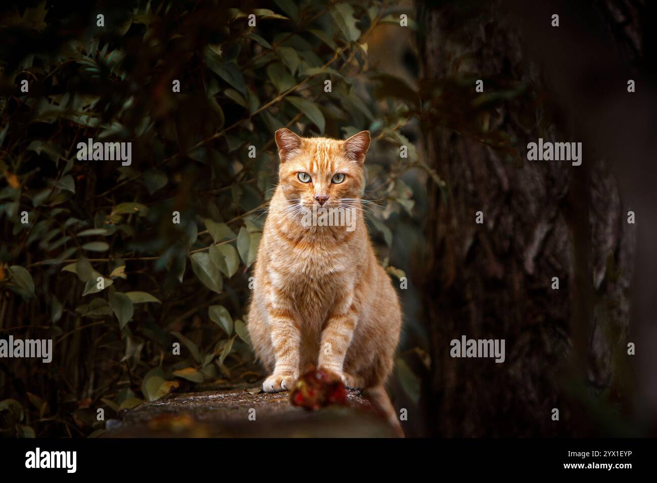 Orange tabby cat hi-res stock photography and images - Alamy