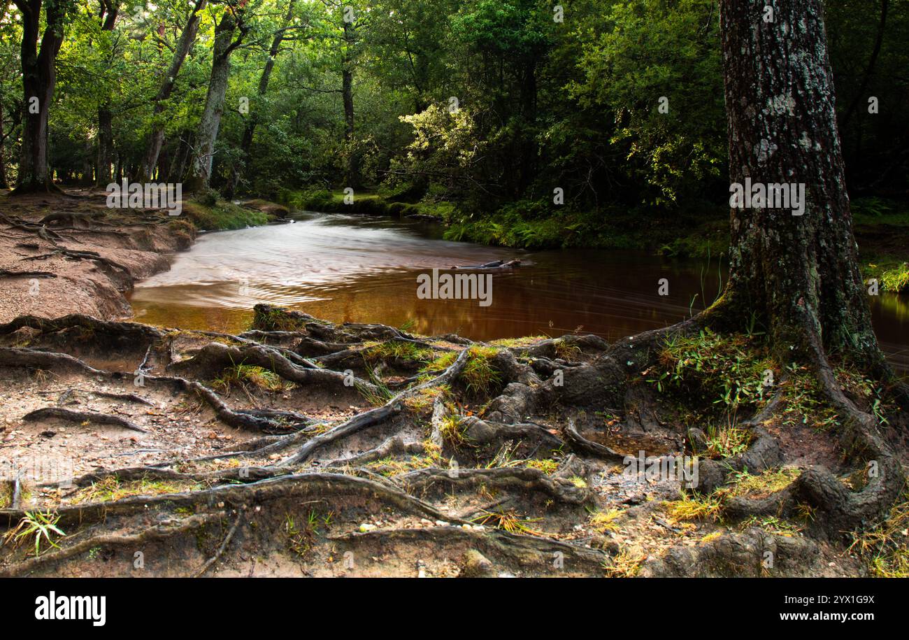 Serene Forest Stream with Exposed Tree Roots and Tranquil Setting Stock ...