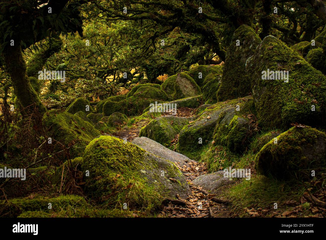 Mystical Forest Pathway with Moss-Covered Rocks and Trees Stock Photo - Alamy