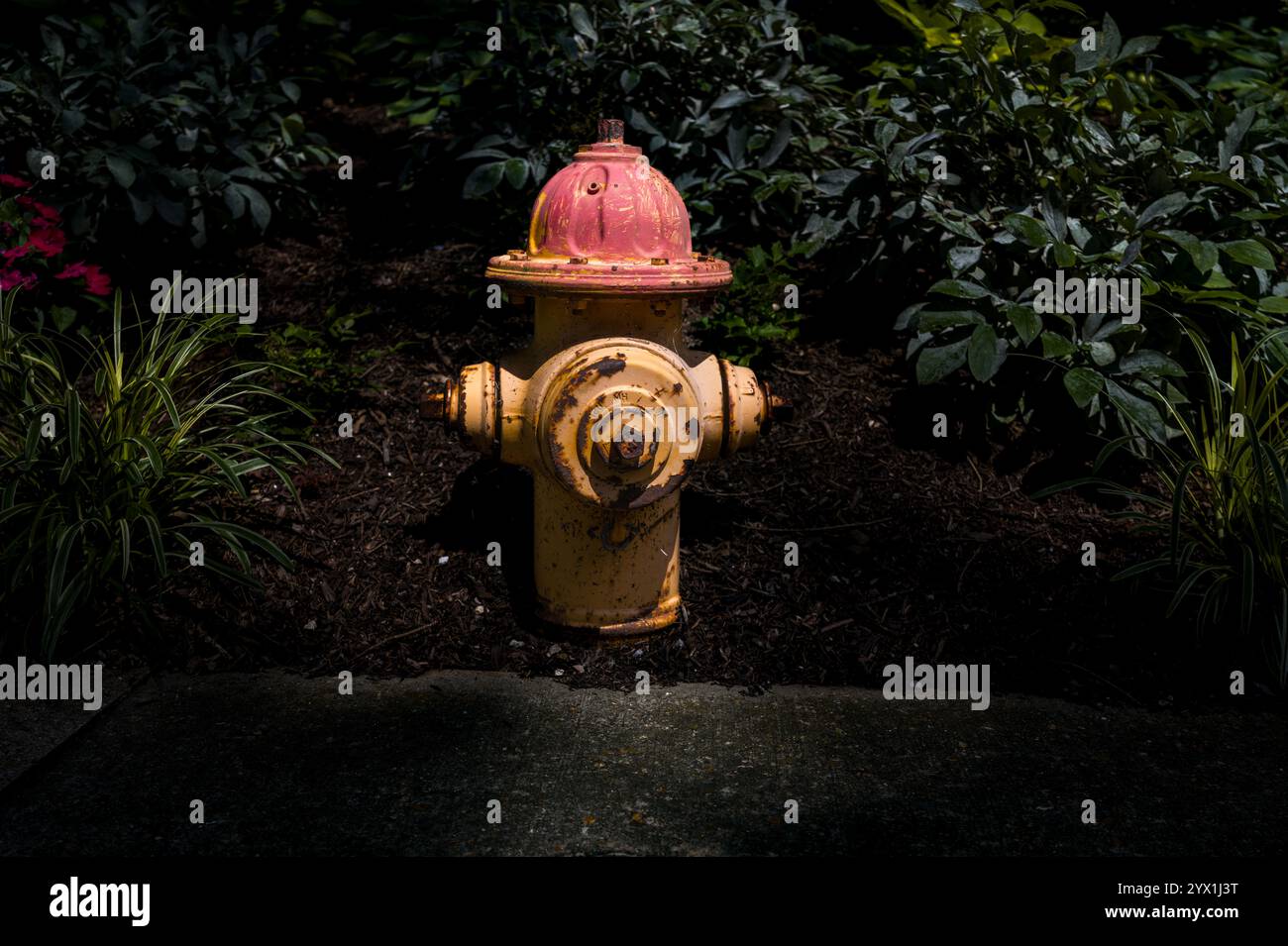 Old Yellow and Red Fire Hydrant Among Lush Green Foliage in Urban ...