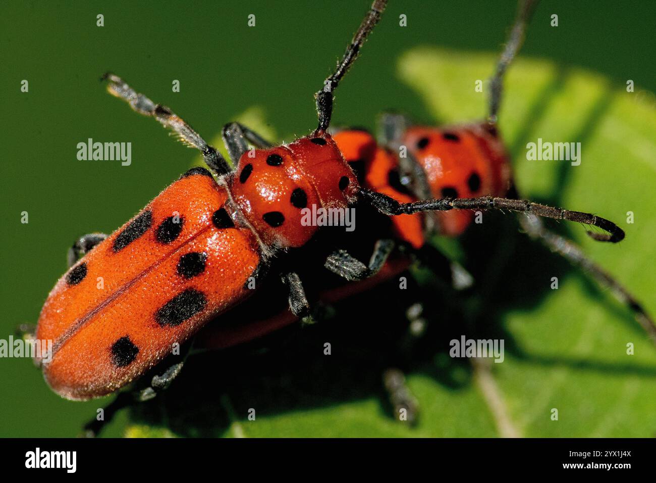 Red black beetles hi-res stock photography and images - Alamy
