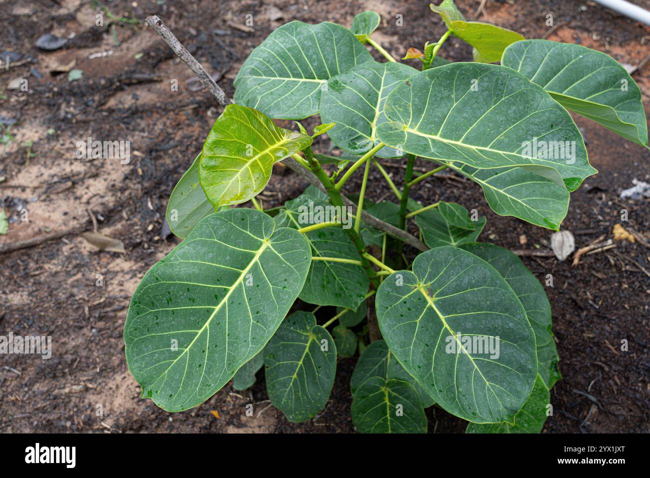 Ayahuasca (Banisteriopsis caapi) being prepared by a Peruvian ...