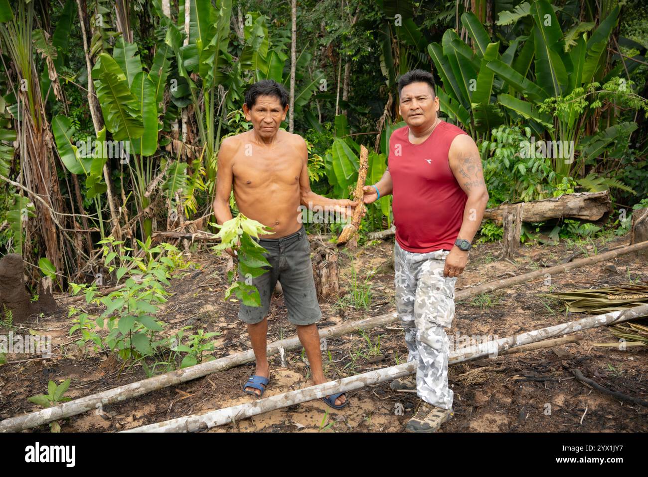 Ayahuasca (Banisteriopsis caapi) being prepared by a Peruvian ...
