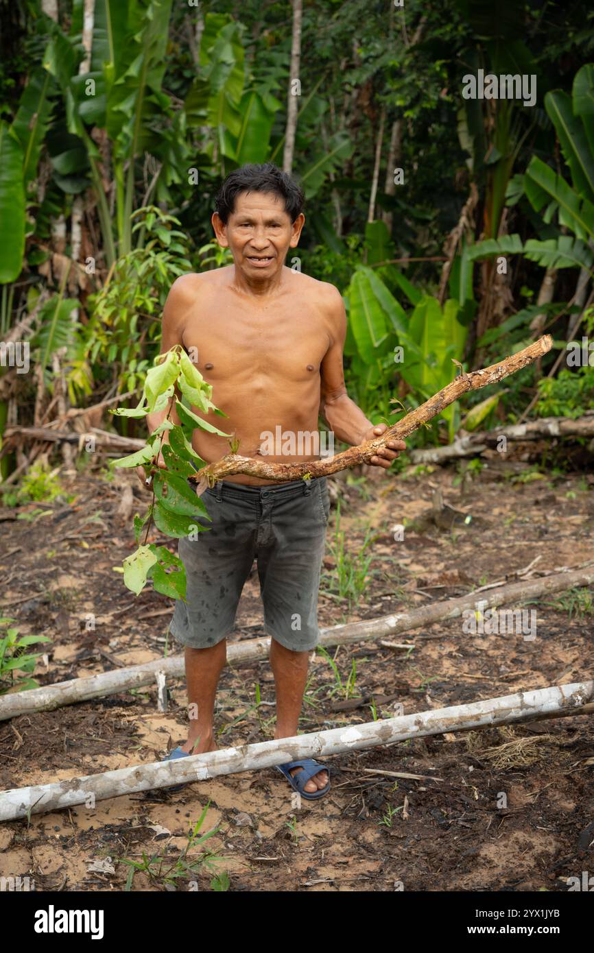 Ayahuasca (Banisteriopsis caapi) being prepared by a Peruvian ...