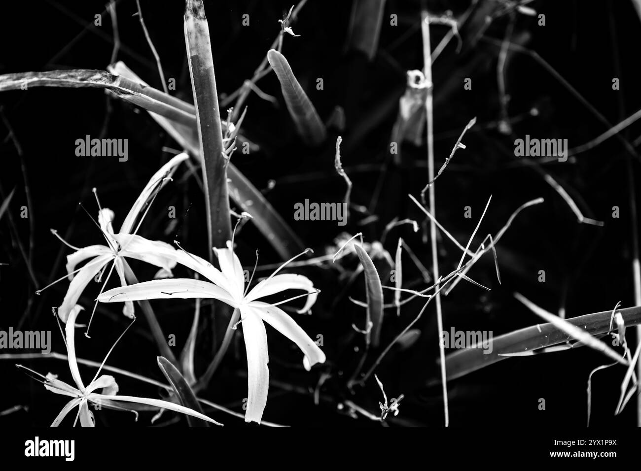 Southern Swamp Lily at the water surface of wetland swamp in the ...
