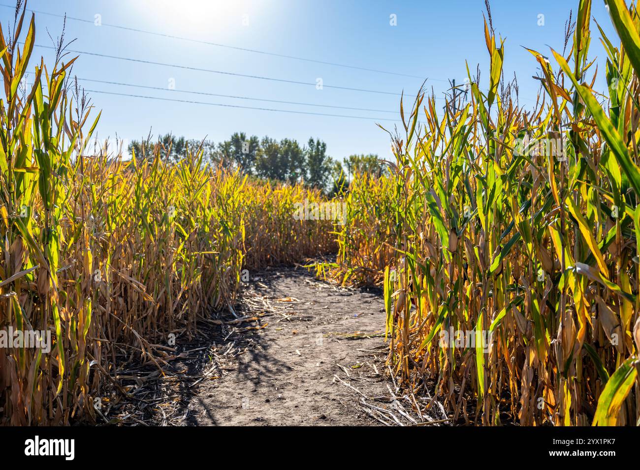 Fall festival corn maze with a dirt path leading forward Stock Photo ...