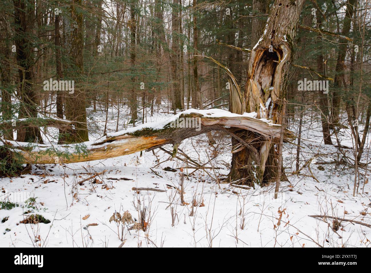 Wisconsin tree split apart by wind damage, horizontal Stock Photo - Alamy