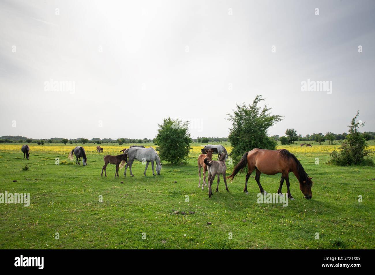 Horses and foals graze freely in lush pasture, illustrating Serbian ...