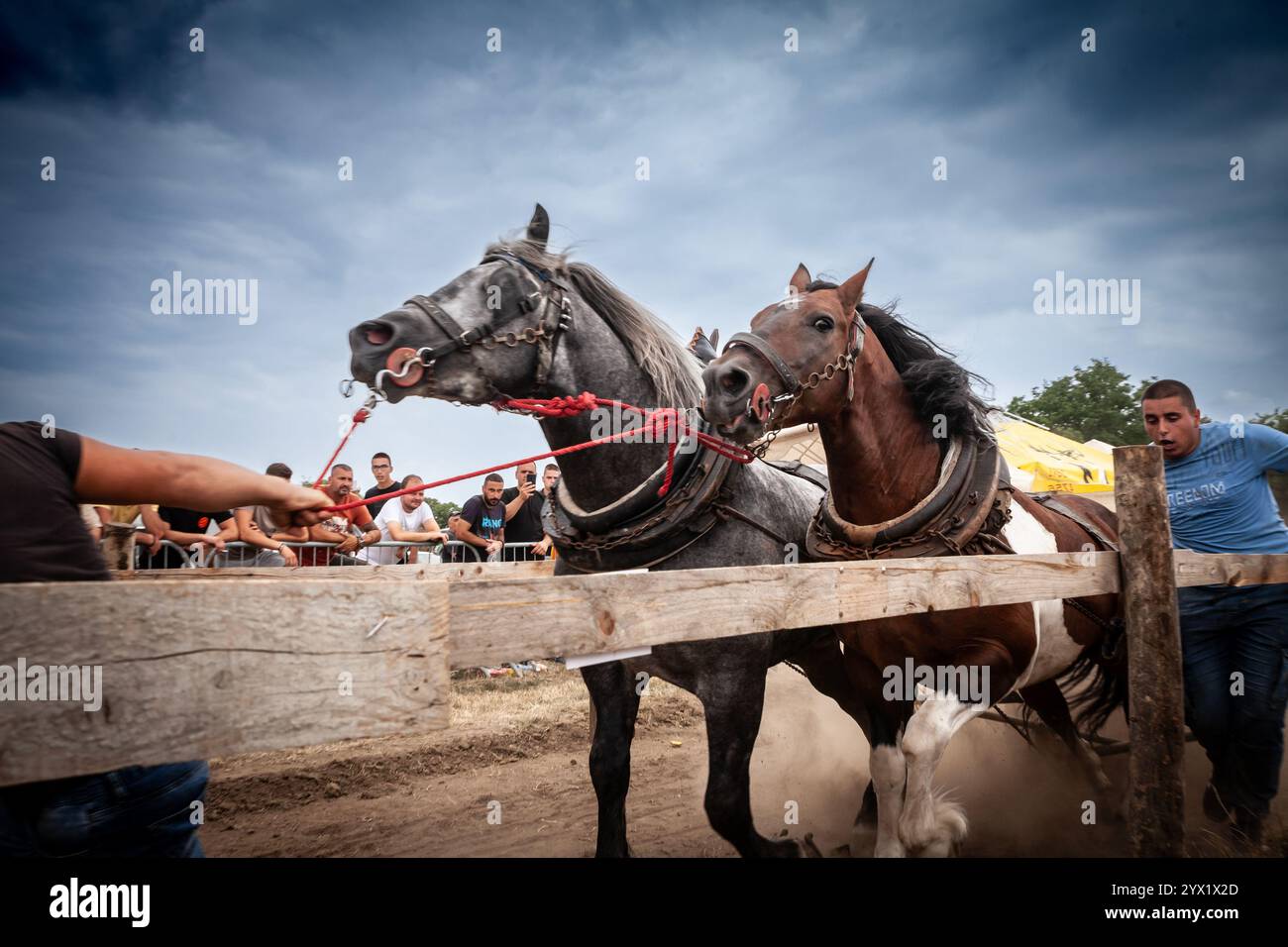 RUMA, SERBIA - 3 JULY 2024: Horses strain to pull heavy wooden trunks ...