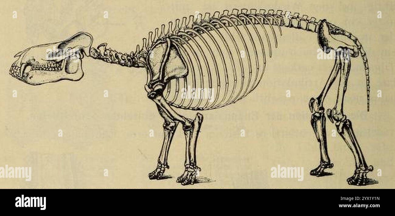 Coryphodon skeleton illustration, from Abel, O. (1912). Grundzüge der ...