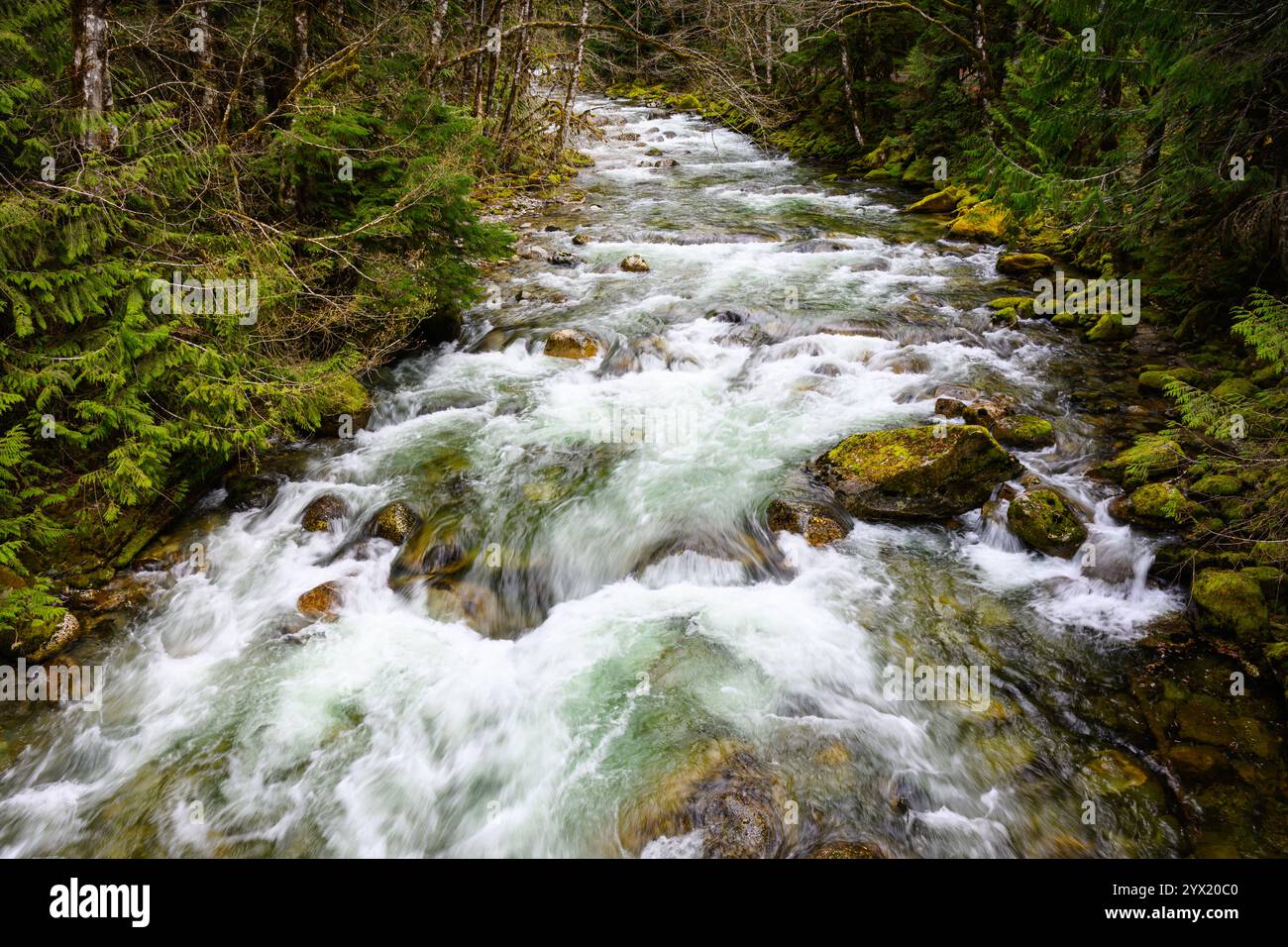 Pacific Northwest river flowing through mossy landscape in forest Stock ...