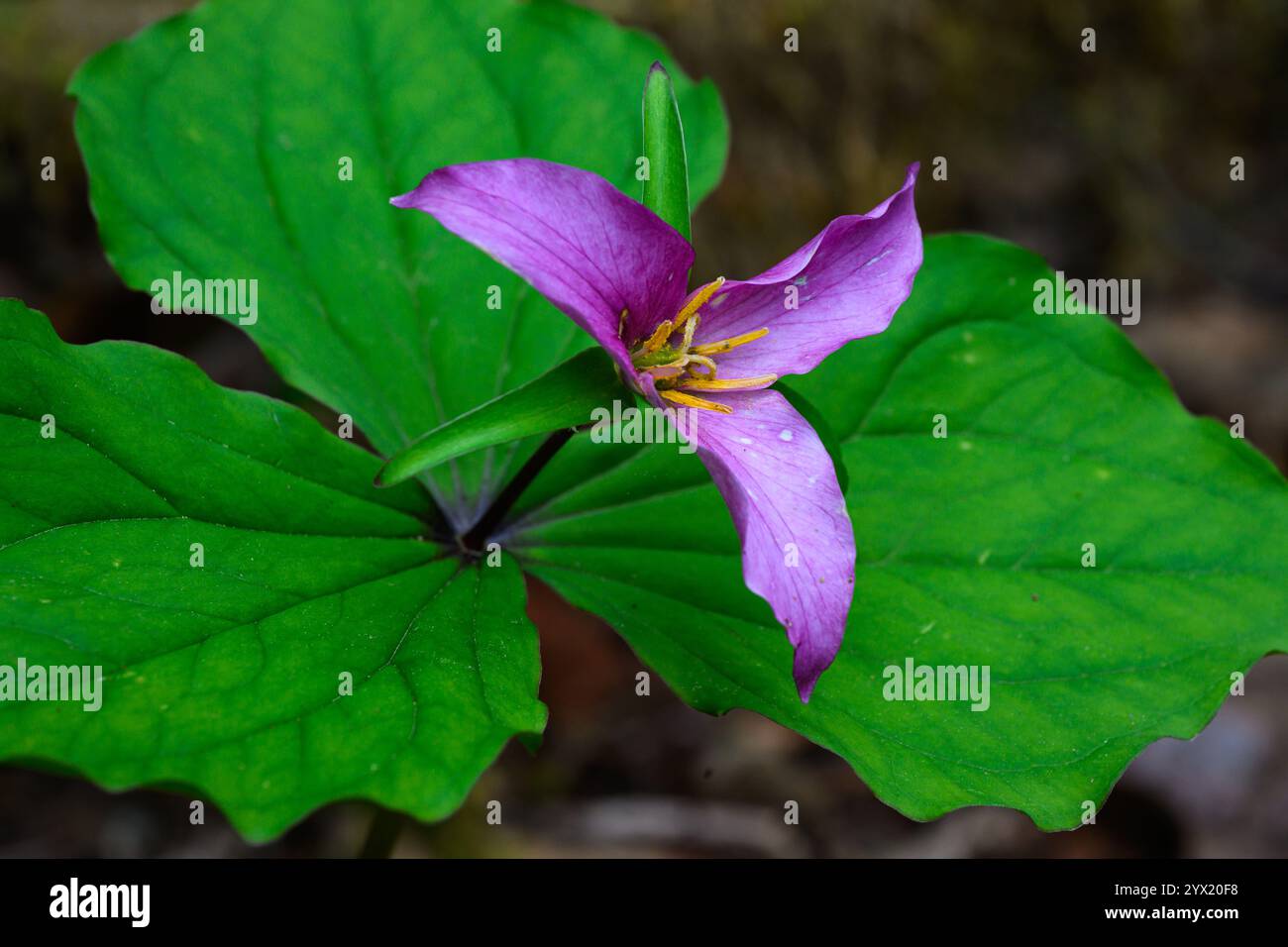 Trillium Ovatum in closeup in purple phase of color changing as wild ...