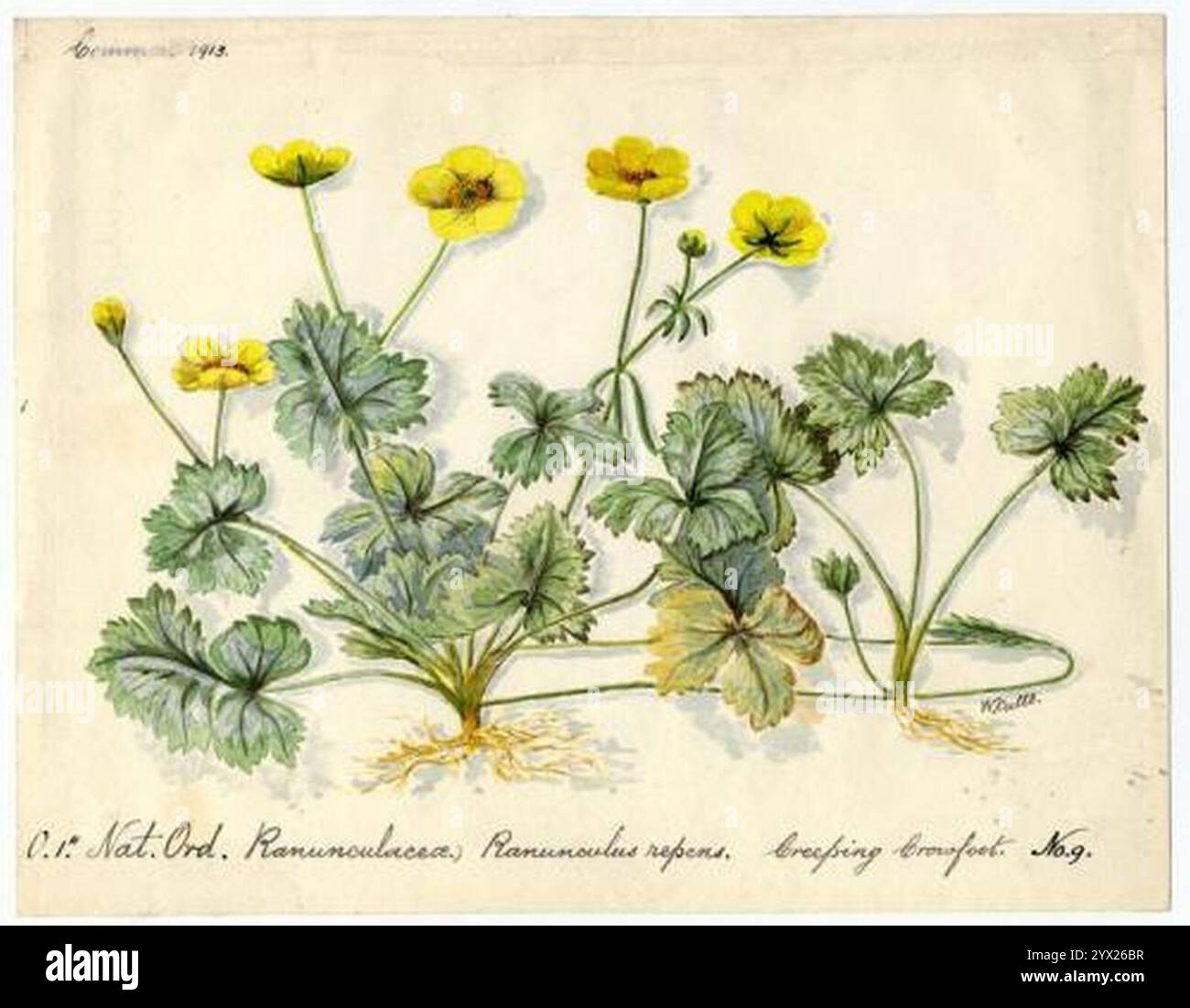 Creeping crowfoot (ranunculus repens) - William Catto Stock Photo - Alamy